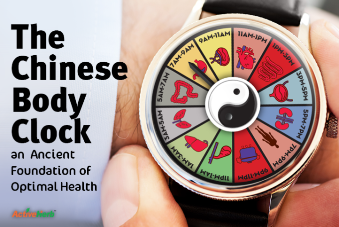 Ancient Secrets of “The Chinese Clock” - Activeherb Blog