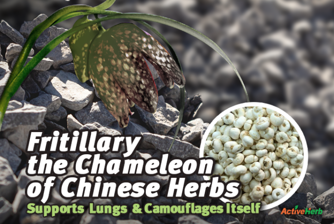 The Chameleon Of Chinese Herbs: How Fritillary Supports The Lungs ...