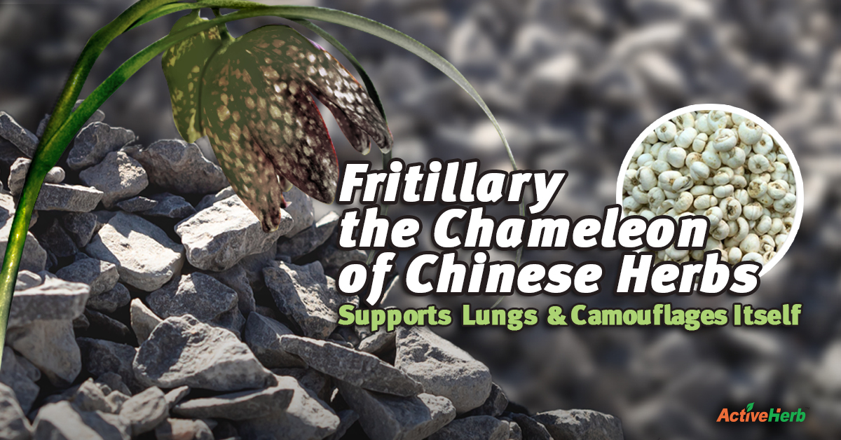 The Chameleon Of Chinese Herbs: How Fritillary Supports The Lungs ...