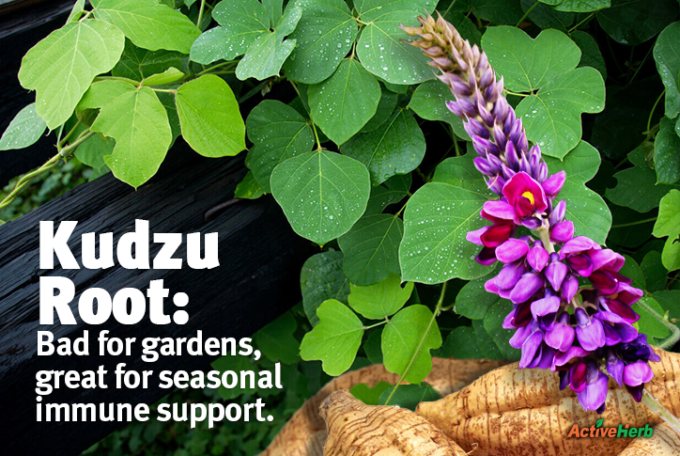 Kudzu Root: For Seasonal Immune Support Don’t Weed Out This Invasive ...