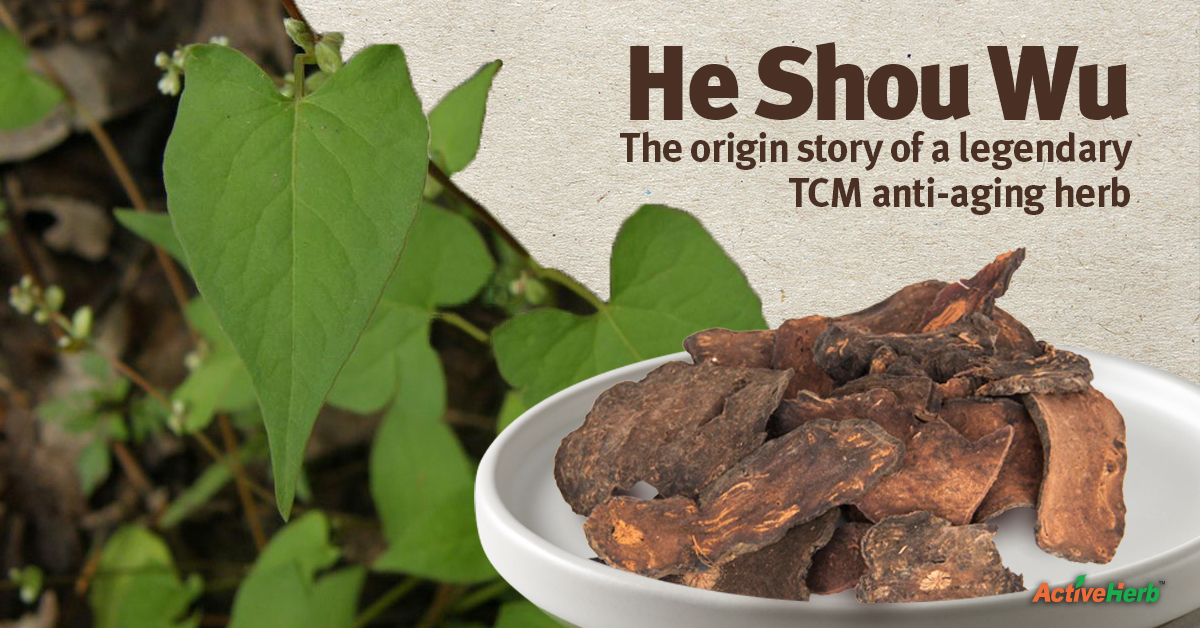 He Shou Wu: The Origin Story Of A Legendary TCM Anti-Aging Herb ...