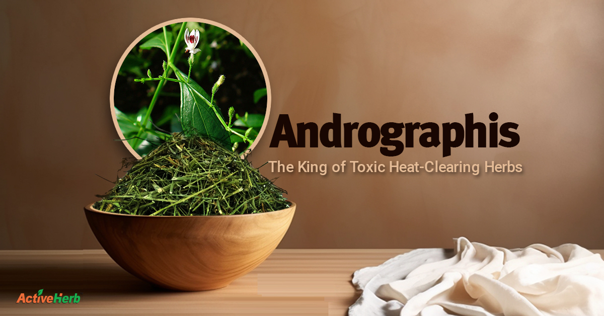 Andrographis: King of Toxic Heat-Clearing Herbs - Activeherb Blog