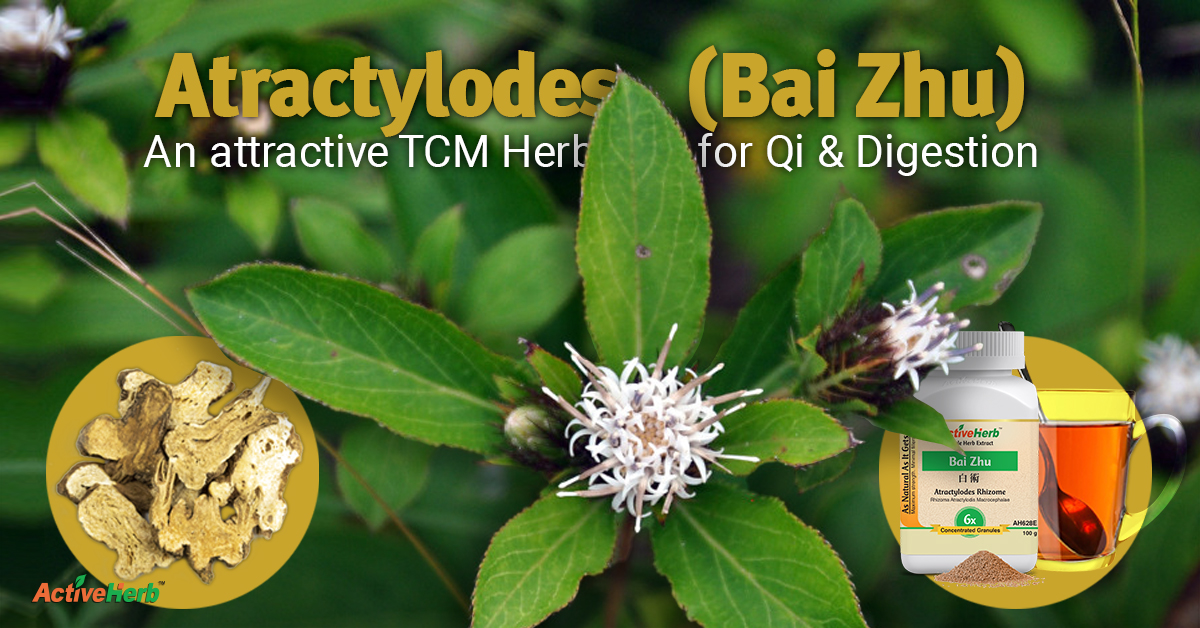 Atractylodes Bai Zhu Herb For Qi & Digestion - Activeherb Blog