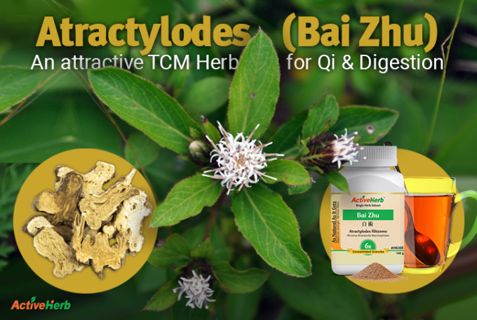 Atractylodes Bai Zhu Herb For Qi & Digestion - Activeherb Blog