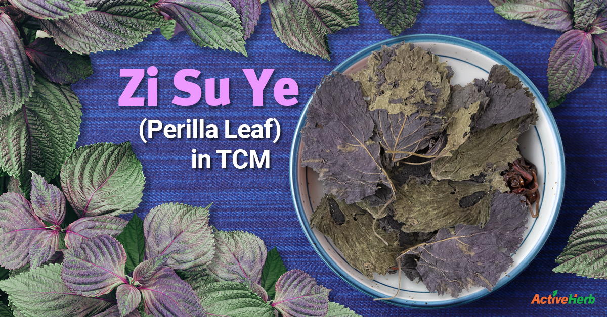 Zi Su Ye (Perilla Leaf) in TCM: Don’t Leave Home Without This “Traveler ...