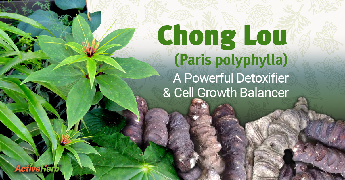 Welcome To Paris: Chong Lou (Paris pollyphylla) - A Powerful Detoxifier & Cell Growth Balancer ...