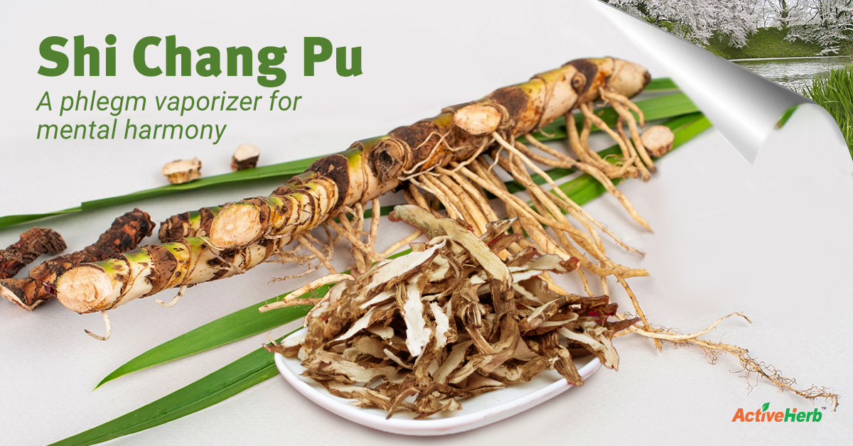Shi Chang Pu: A Versatile Phlegm Vaporizer & Orifice Opener - Activeherb Blog