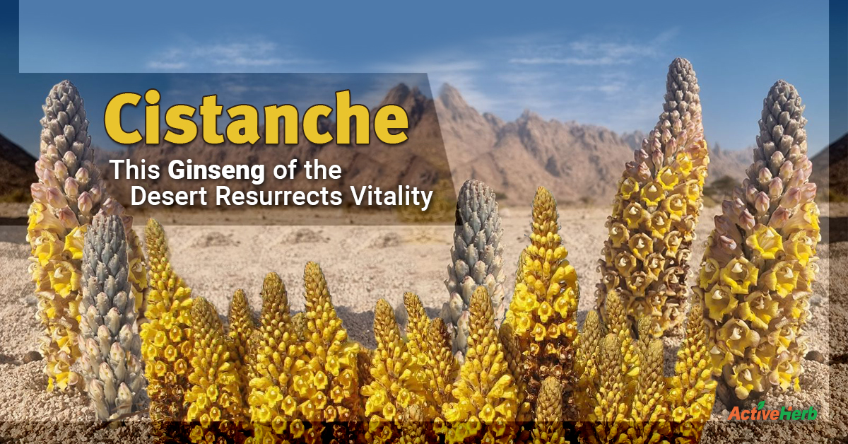 Cistanche in TCM: The Vitality-Boosting Miracle of "Desert Ginseng ...