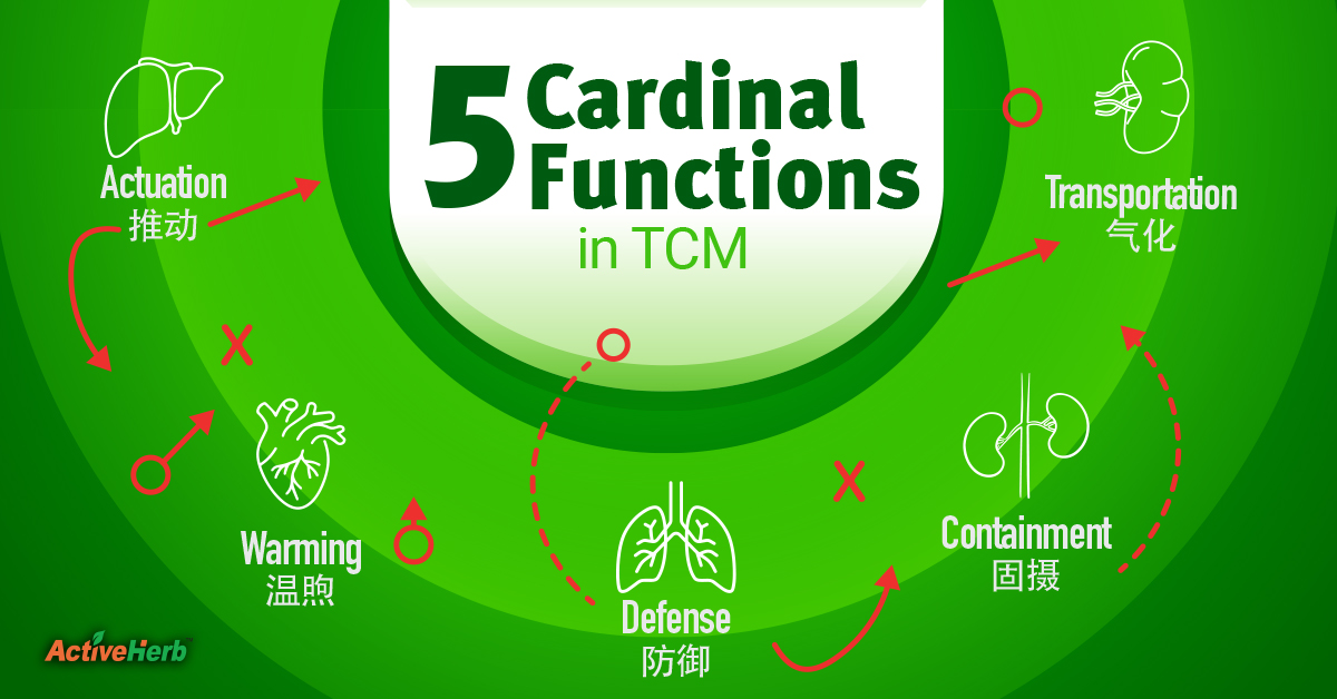 The 5 Cardinal Functions in Traditional Chinese Medicine - Activeherb Blog