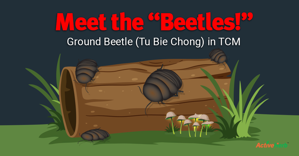 Meet The Beetles” Ground Beetle Tu Bie Chong In Tcm Activeherb Blog