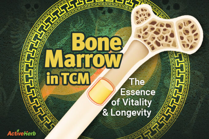 Bone Marrow in TCM: The Essence of Vitality and Longevity - Activeherb Blog
