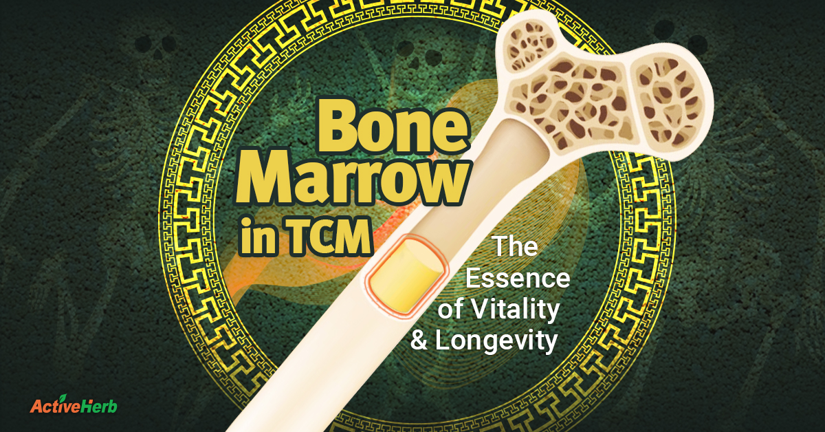 Bone Marrow in TCM: The Essence of Vitality and Longevity - Activeherb Blog
