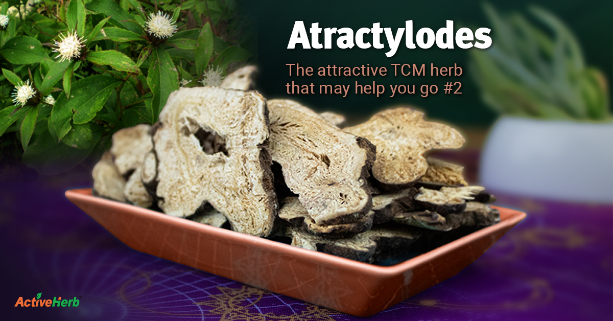 Atractylodes: The Attractive TCM Herb That May Help You Go #2 ...