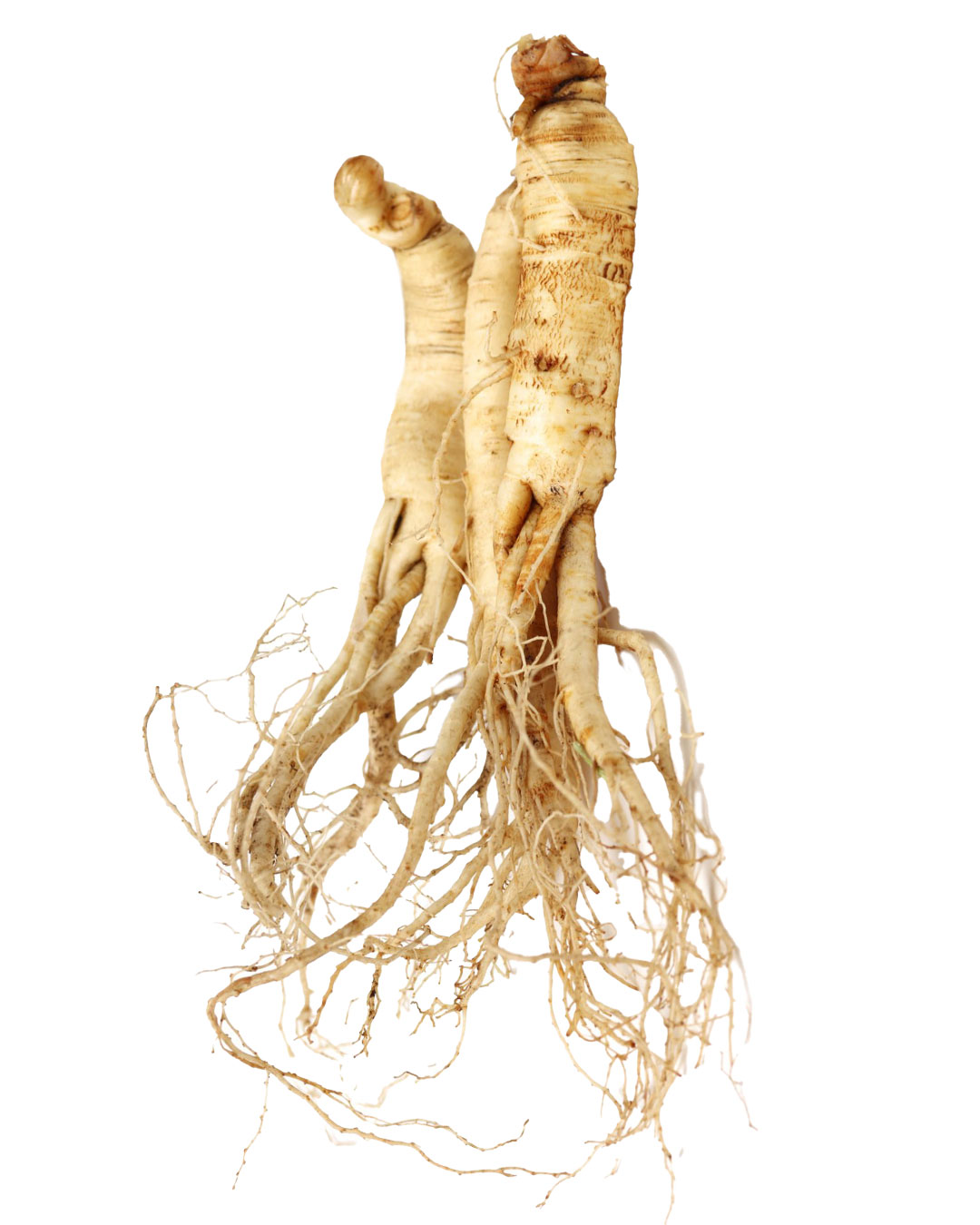 A TCM Comparison of Ginsengs - Activeherb Blog