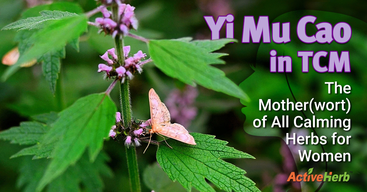 Yi Mu Cao in TCM: The Mother(wort) of All Calming Herbs for Women ...