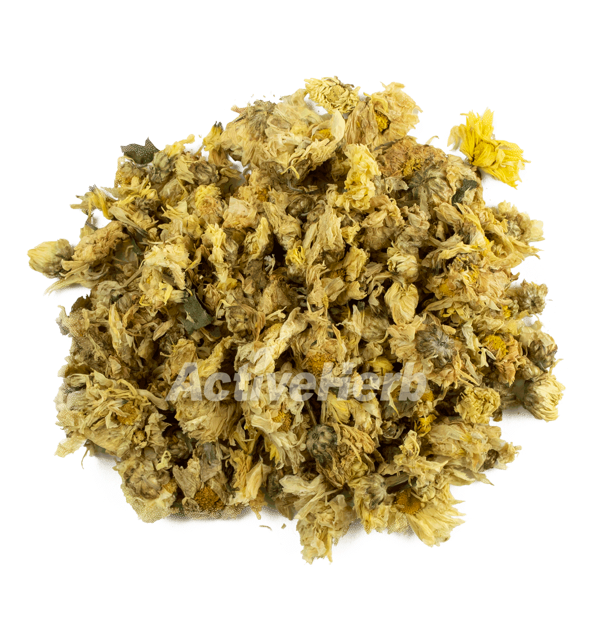 Ju Hua Flower | Best Flower Site