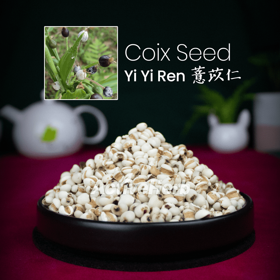 Yi Yi Ren (Coix Seed, Semen Coicis, 薏苡仁) bulk Chinese herb - ActiveHerb