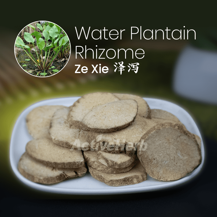 Ze Xie (Water Plantain Rhizome, Rhizoma Alismatis, 泽泻) bulk Chinese ...