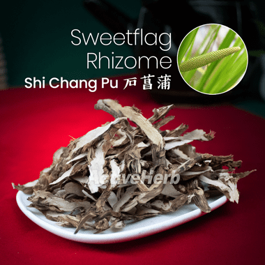 Shi Chang Pu (Sweetflag Rhizome, Rhizoma Acori talarinowii, 石菖蒲) bulk ...