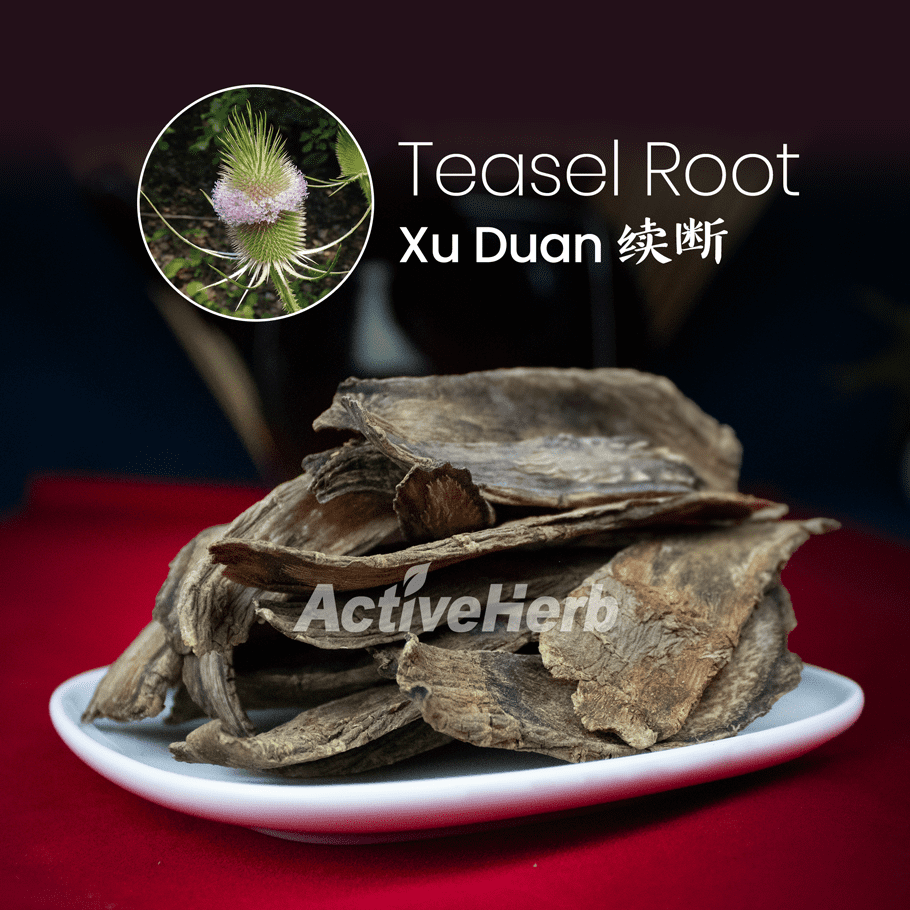 Xu Duan (Teasel Root, Radix Dipsaci, 续断) bulk Chinese herb - ActiveHerb