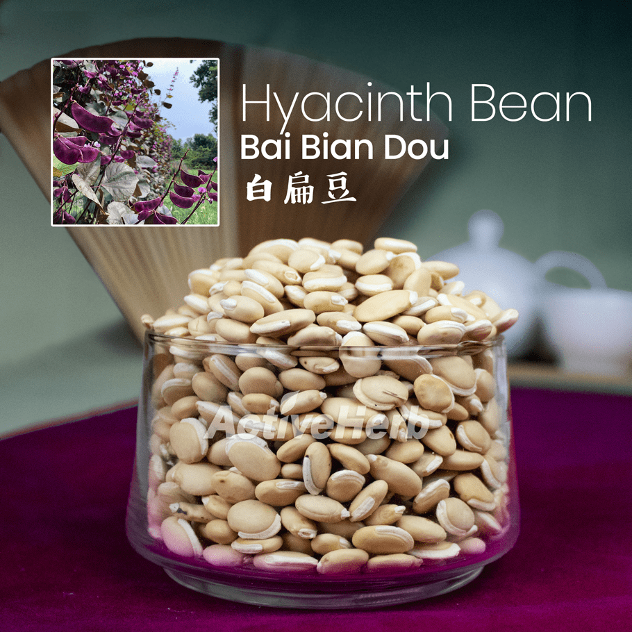Bai Bian Dou (Hyacinth Bean, Semen Lablab Album, 白扁豆) bulk Chinese herb ...