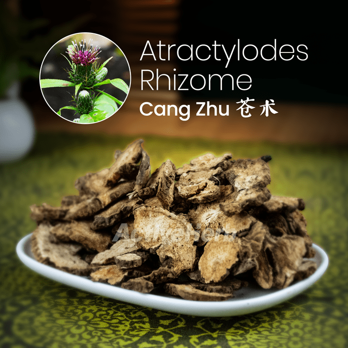 Cang Zhu (Atractylodes Rhizome, Rhizoma Atractylodis Lanceae, 苍术) bulk ...