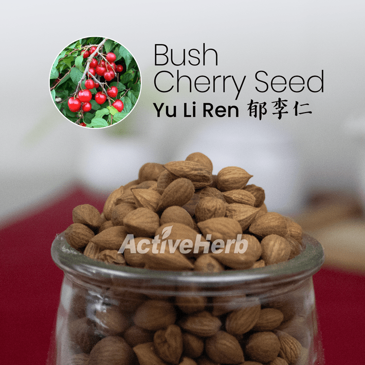 Yu Li Ren (Bush Cherry Seed, Semen Pruni, 郁李仁) bulk Chinese herb ...